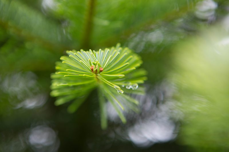 Tree Freshness – Emerald Trees